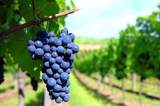 Rhodes Wine & Food Tour: 10 Meal Course Lunch, Wine Tasting, Cooking Class - Final Thoughts