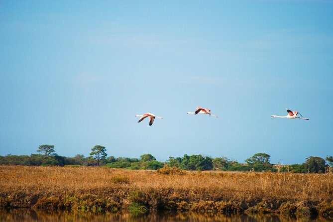 Ria Formosa Natural Park Birdwatching Segway Tour from Faro - Arriving and Meeting Your Guide
