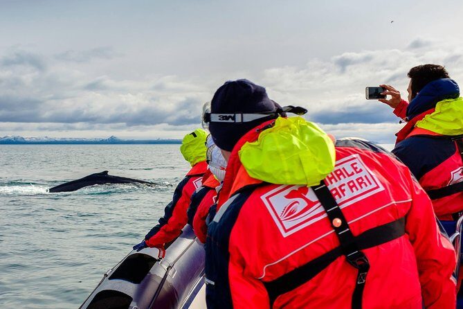 RIB Whale Watching Small-Group Boat Tour from Reykjavik - Why Choose This Whale Watching Tour?