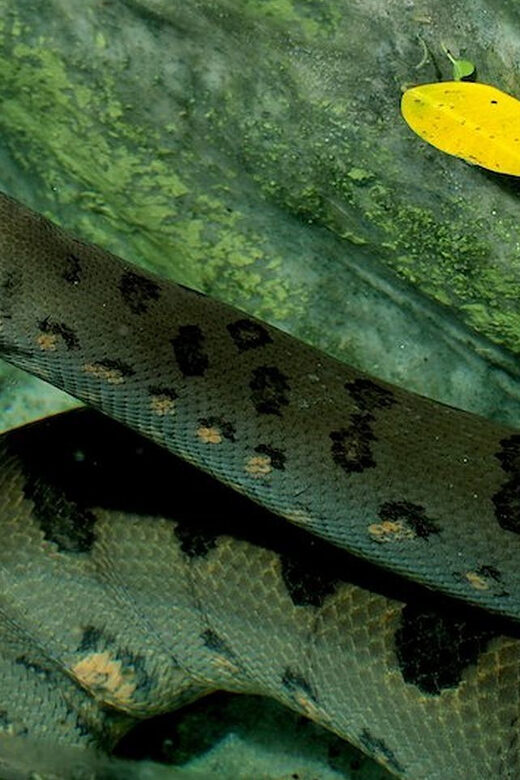 Rome: Bioparco di Roma Zoological Garden Entry Ticket - Visiting Tips and Practicalities