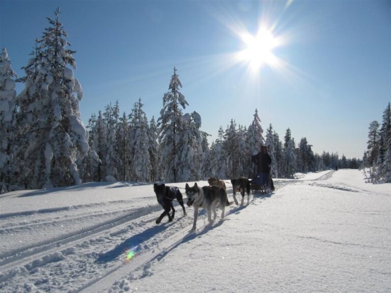 Rovaniemi: Apukka Husky Adventure 7km, self-driven - The Itinerary Breakdown – What to Expect
