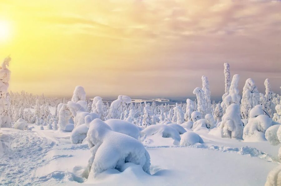 Rovaniemi: Arctic Animals Sleigh Rides and Wildlife Zoo - The Itinerary in Detail