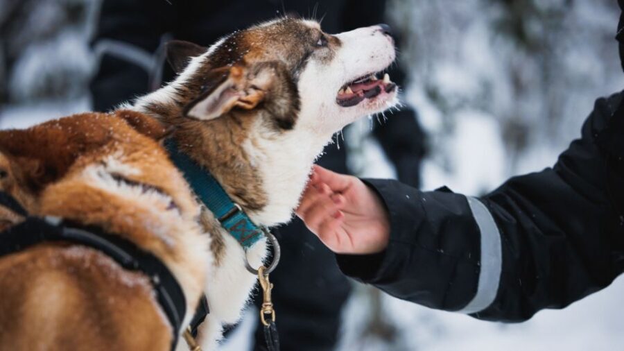 Rovaniemi: Arctic Circle Highlights by Snowmobile - Final Thoughts