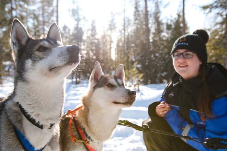 Rovaniemi: Daytime Husky Safari - Practical Details and Logistics