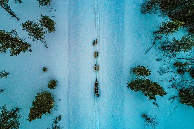 Rovaniemi: Drive Your Own Husky Team (610 km) & BBQ - The Value of the Experience