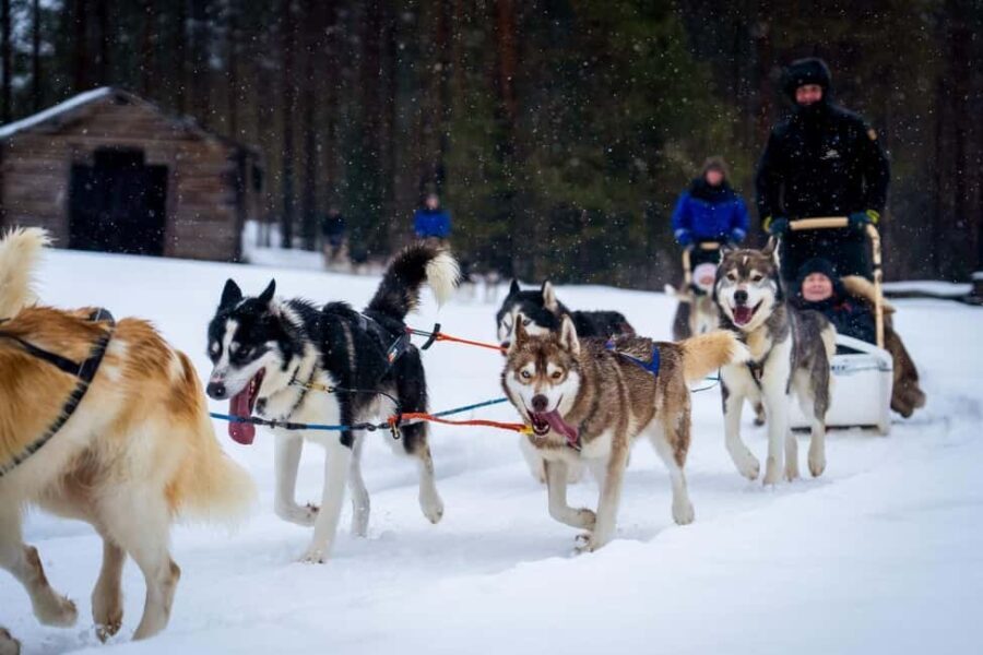 Rovaniemi: Drive Your Own Husky Team (610 km) & BBQ - Who Would Love This Tour?