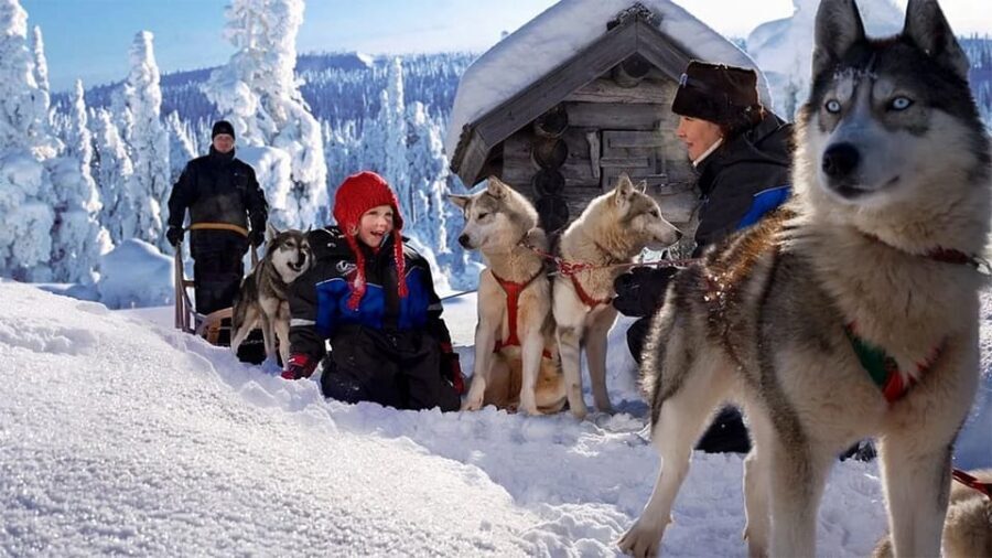 Rovaniemi: Family Friendly Husky Ride and Farm Visit - The Experience: What to Expect from the Husky Tour