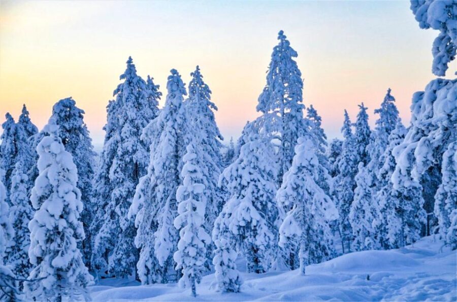 Rovaniemi: Guided Wilderness Snowmobile Ride - The Value and What Sets This Tour Apart