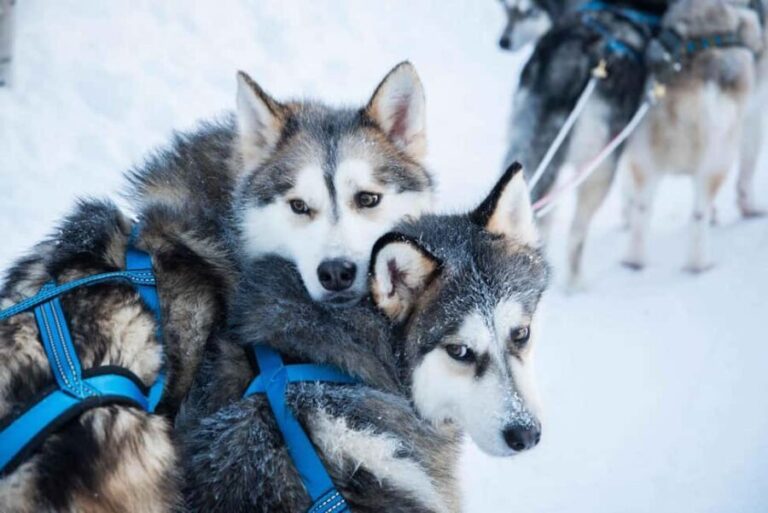 Rovaniemi: Husky Experience and Sled Ride with Pro Photos - The Practical Side: Logistics & Value