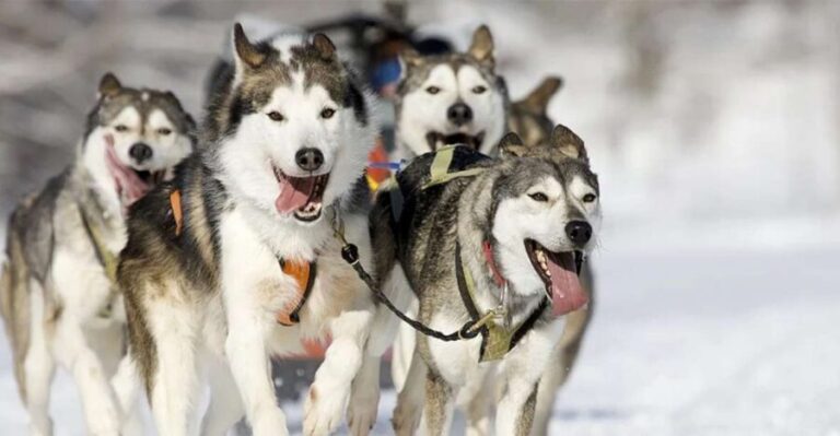 Rovaniemi: Husky Safari on a Snowy Trail - Authenticity and Overall Value