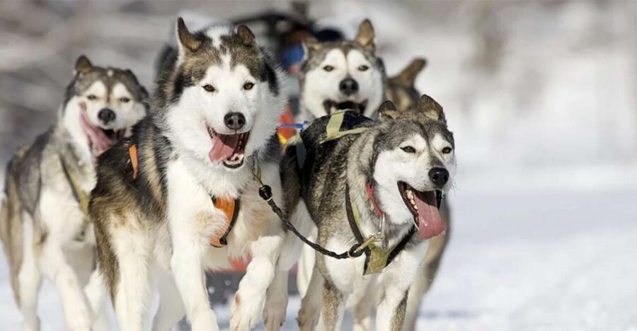 Rovaniemi: Husky Safari on a Snowy Trail - Authenticity and Overall Value