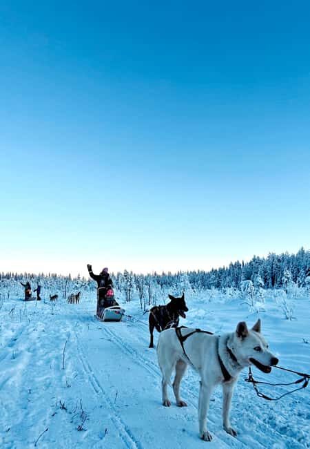 Rovaniemi: Husky Safari with Transfers & BBQ - Why This Tour Is Worth Considering