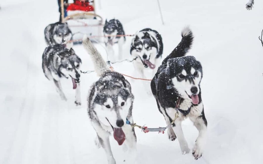 Rovaniemi: Husky Sled Ride and Farm Visit - Detailed Review of the Husky Sled Ride and Farm Visit