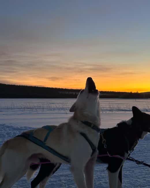 Rovaniemi: Insider 10 km Husky Sled Ride - Authenticity & Reviews: What Travelers Are Saying