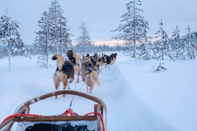 Rovaniemi: Lapland Wilderness Husky Safari 7,5 km - The Practicalities: What You Need to Know