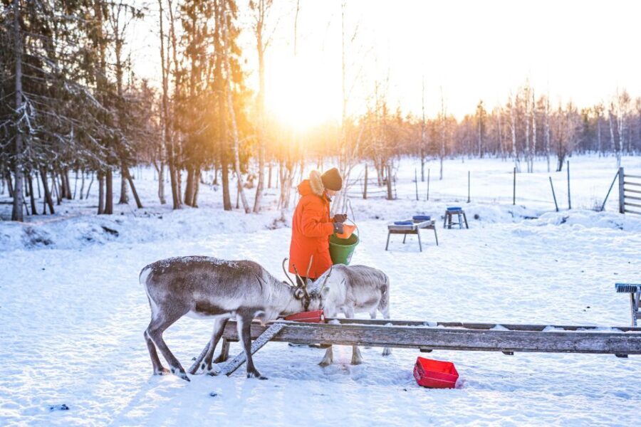 Rovaniemi: Local Reindeer Farm Visit with Sleigh Ride - Who Is This Tour Best For?