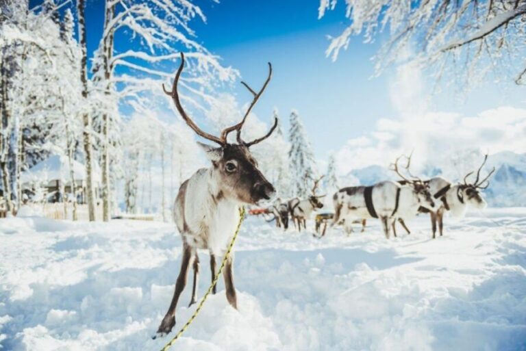 Rovaniemi: Reindeer Farm Tour with Sledge Ride & Pickup - Who is This Tour Best For?