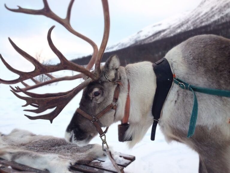 Rovaniemi: Reindeer Sleigh Ride with Hot Drink and Cookies - The Value of the Tour