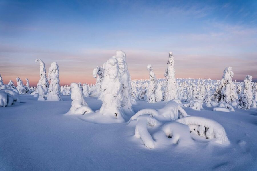 Rovaniemi: Riisitunturi National Park with Pro Photos & BBQ - What Makes This Tour Stand Out?