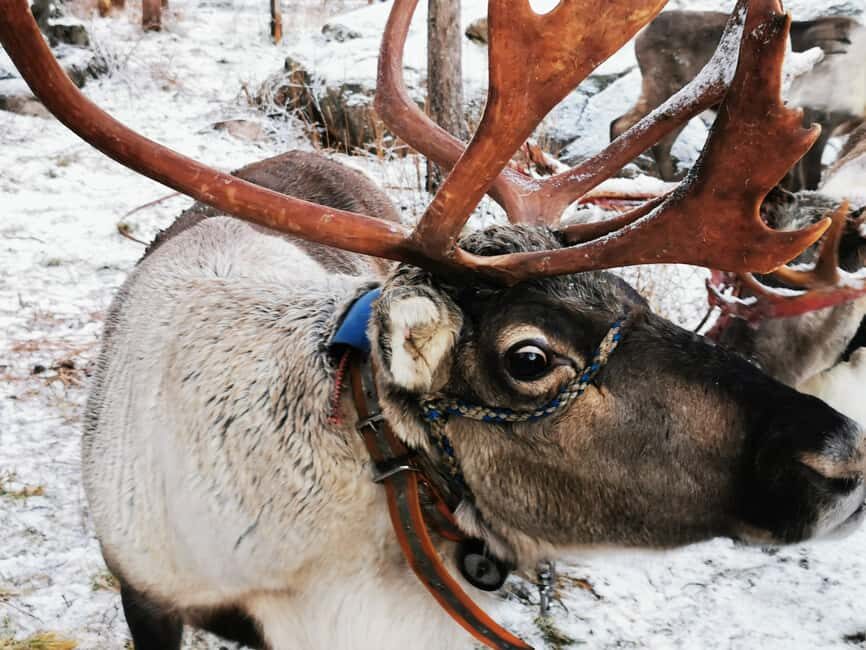 Rovaniemi: Santa's Reindeer and Husky Safari with Aurora BBQ - The Booking and Price Point: Is It Worth It?