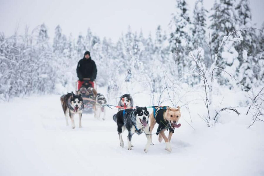 Rovaniemi: Self-Driving Husky Tour 7-kilometers - The Experience of the Guided Tour