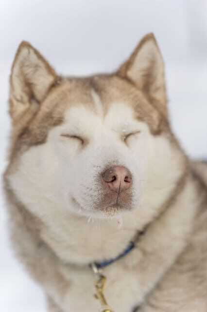 Rovaniemi: Snowmobile Safari, Reindeer & Husky Sleigh Ride - The Sum Up