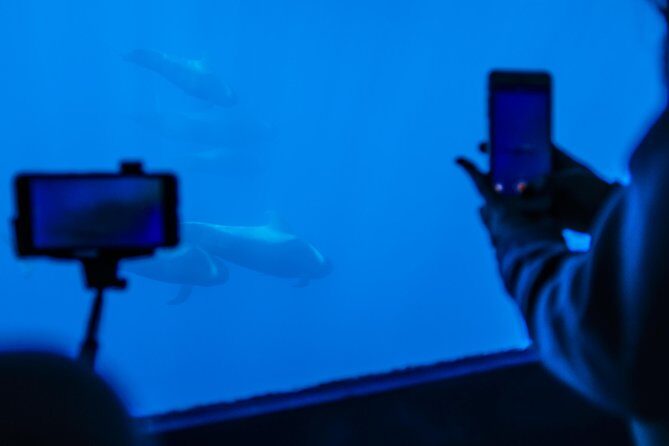 Royal Delfin - 2Hour Sustainable Dolphin & Whale Watching Mini Cruise - The Downsides to Consider