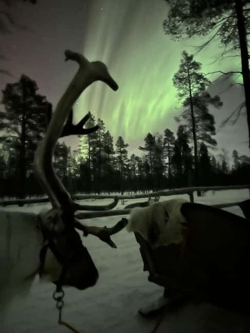 Saariselkä: Northern Lights & Reindeer Sledding Tour - FAQ