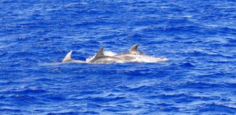 Santa Ponsa: Dolphin Watching Cruise - Genuine Guest Insights and Tips