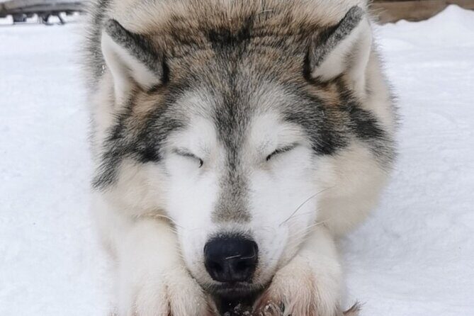 Santa's Reindeer & Husky Safari + Aurora BBQ in Rovaniemi - Transportation and Group Size