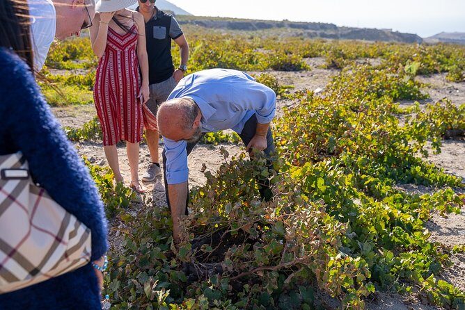 Santorini Wine Roads Tour with Wine Tastings Morning & Sunset - Analyzing the Experience