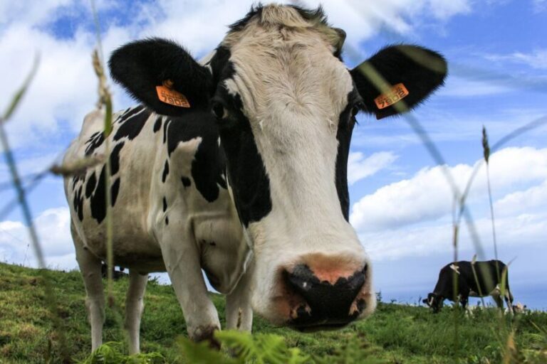 São Miguel Island: Full Day All-in-One Tour - Transportation and Group Size