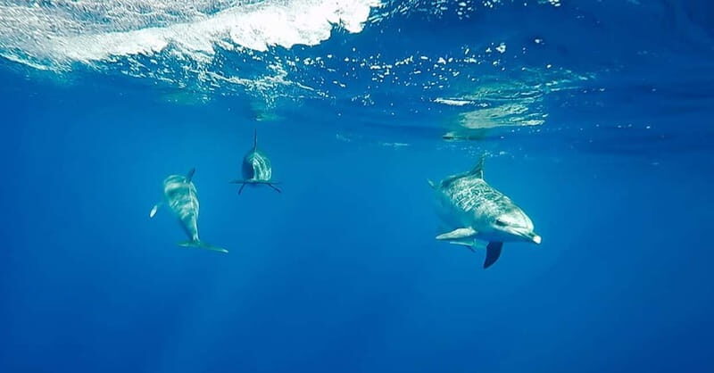 São Miguel: Swim with Wild Dolphins in the Open Ocean - What to Expect from the São Miguel Dolphin Tour