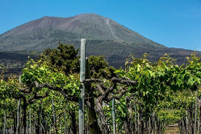 Scenic Wine Tasting & Lunch on the Slopes of Vesuvius from Naples - Insights from Reviewers