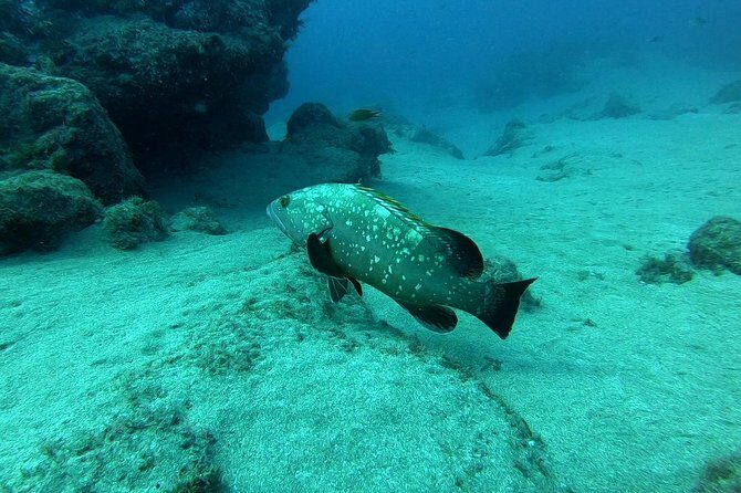 Scuba Diving in Lanzarote (for certified divers only) - Final Thoughts