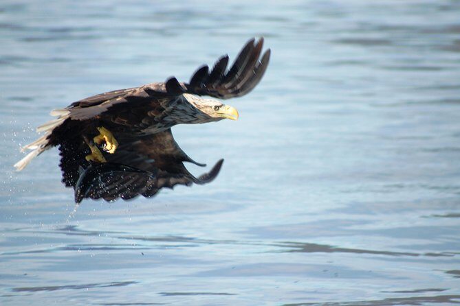 Sea Eagle Safari from Svolvær to Trollfjorden - Who Should Book This Tour?