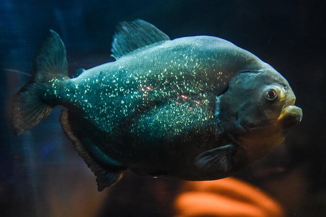 SEA LIFE Brighton Admission Ticket - The Sum Up