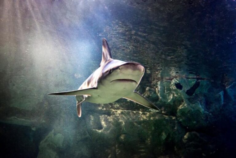 SEA LIFE Paris: Admission Ticket - What To Expect at SEA LIFE Paris