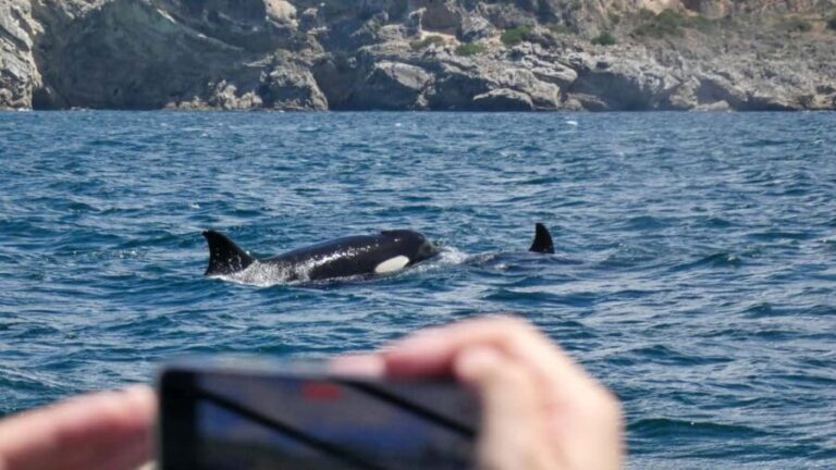 Sesimbra: Arrábida Dolphin and Whale Watching with Biologist - What Makes This Tour Stand Out