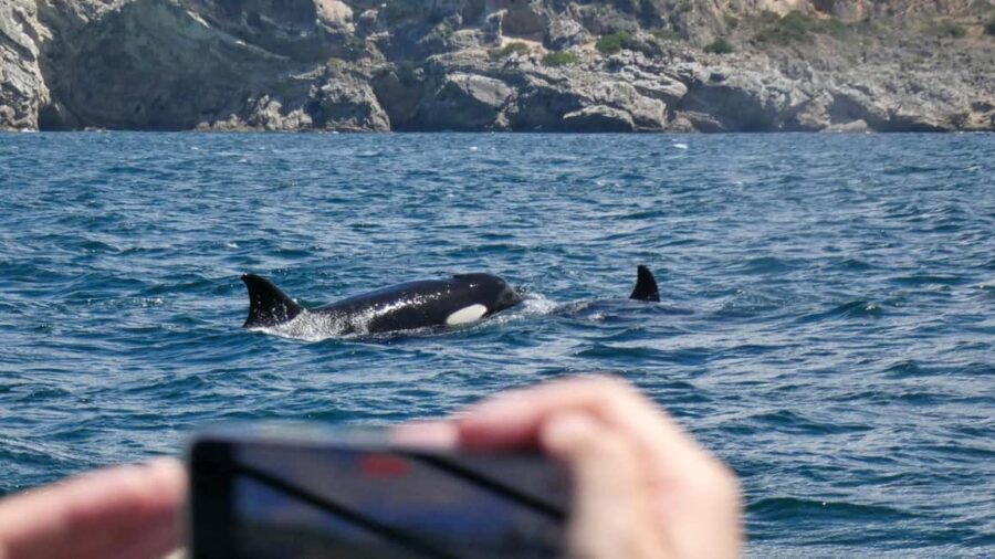 Sesimbra: Arrábida Dolphin and Whale Watching with Biologist - What Makes This Tour Stand Out