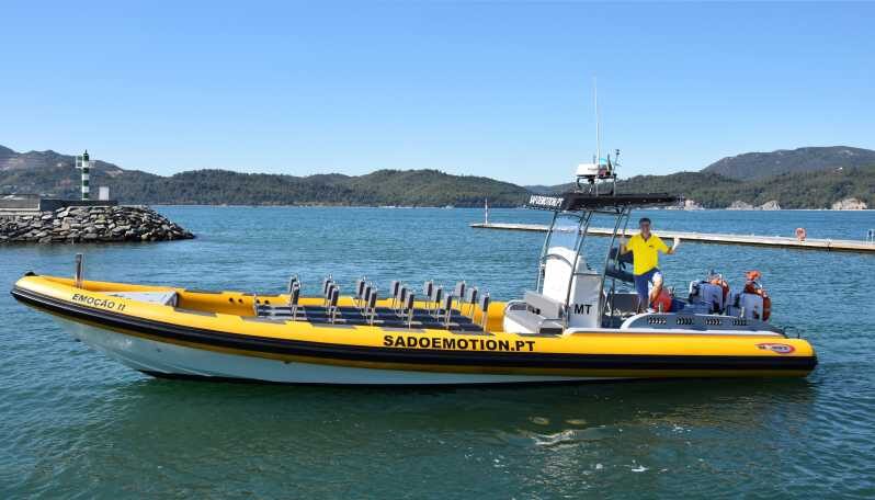 Setúbal and Tróia: Dolphin Watching and Arrábida Bays - Search for Dolphins and Wildlife