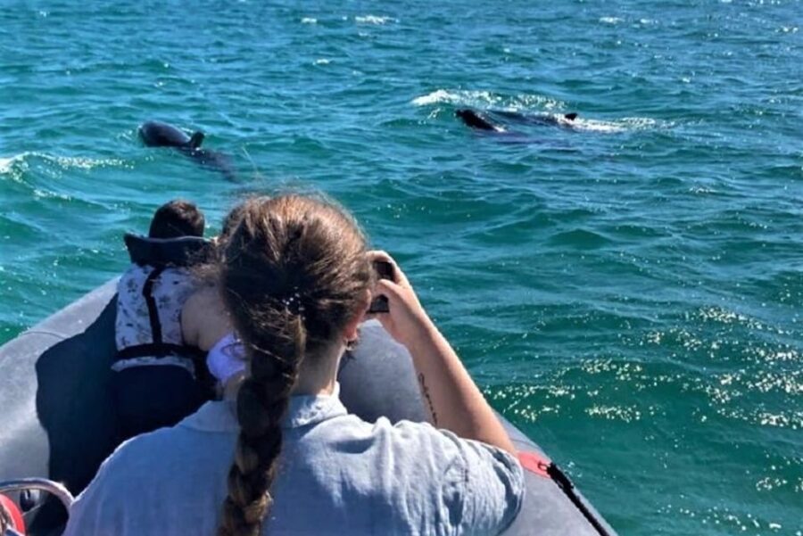 Setúbal: Dolphin-Watching Boat Tour - Who Is This Tour Best For?