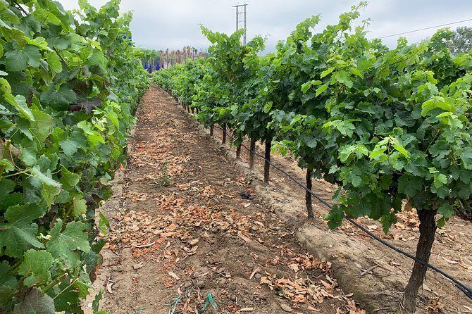 Setúbal Wine Tour with Visit and Tasting at 2 Wineries - Transportation & Overall Experience