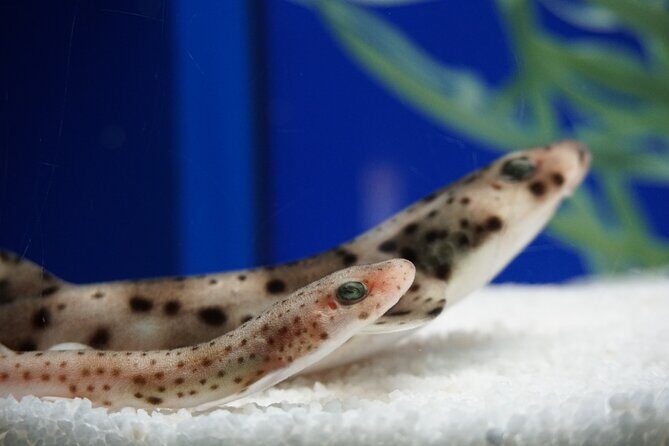 Seville Aquarium Admission Ticket - Who Will Love This Aquarium?