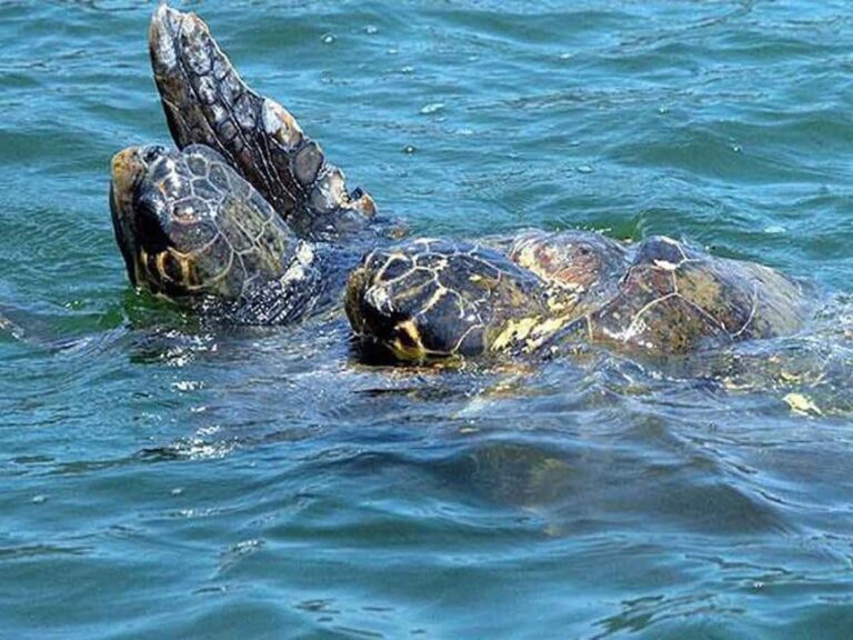 Side: Manavgat Boat, Bazaar, & Waterfall Day Trip with Lunch - Who Would Enjoy This Tour?