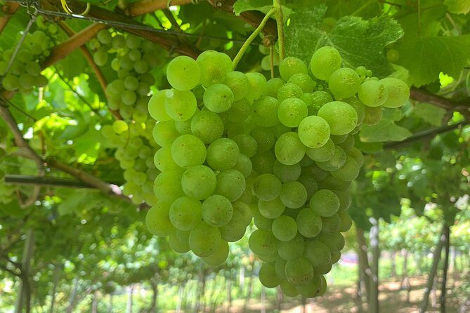 Signature Wine Tastings, Skywalk, Nature 4x4 Open Roof Expedition - Guided Wine Tasting: A Focus on Quality and Education