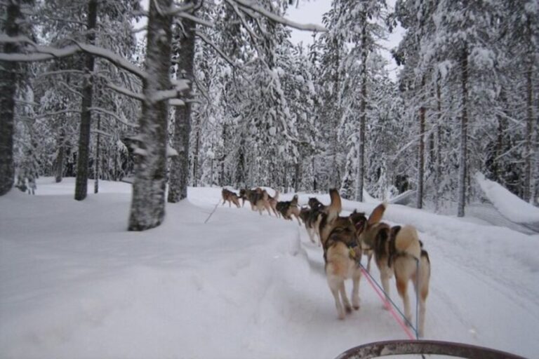 Sirkka: Husky Sled Ride in Levi 2km or 5 km from Levi - The Details of the Tour