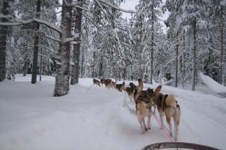 Sirkka: Husky Sled Ride in Levi 2km or 5 km from Levi - The Details of the Tour