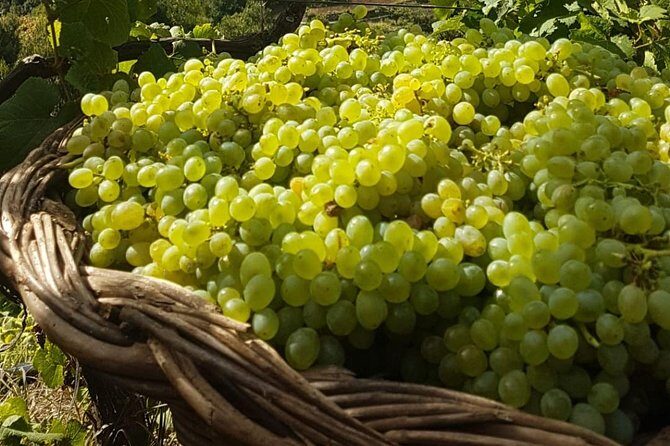 Skywalk with Wines Tasting and Vineyards Half day 4x4 Adventure - Who Would Enjoy This Tour?