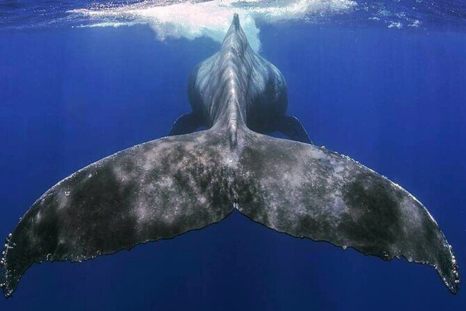 Small Group Boat Whale and Dolphin Watching Tour - The Itinerary: What Makes Each Stop Special